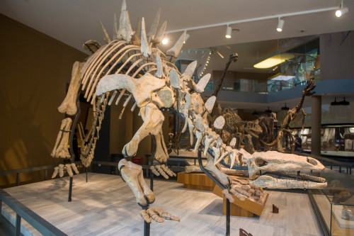 History: Stegosaurus: Level 1 activity for kids | PrimaryLeap.co.uk