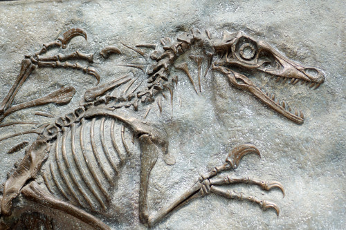 History: Velociraptor: Level 1 activity for kids | PrimaryLeap.co.uk