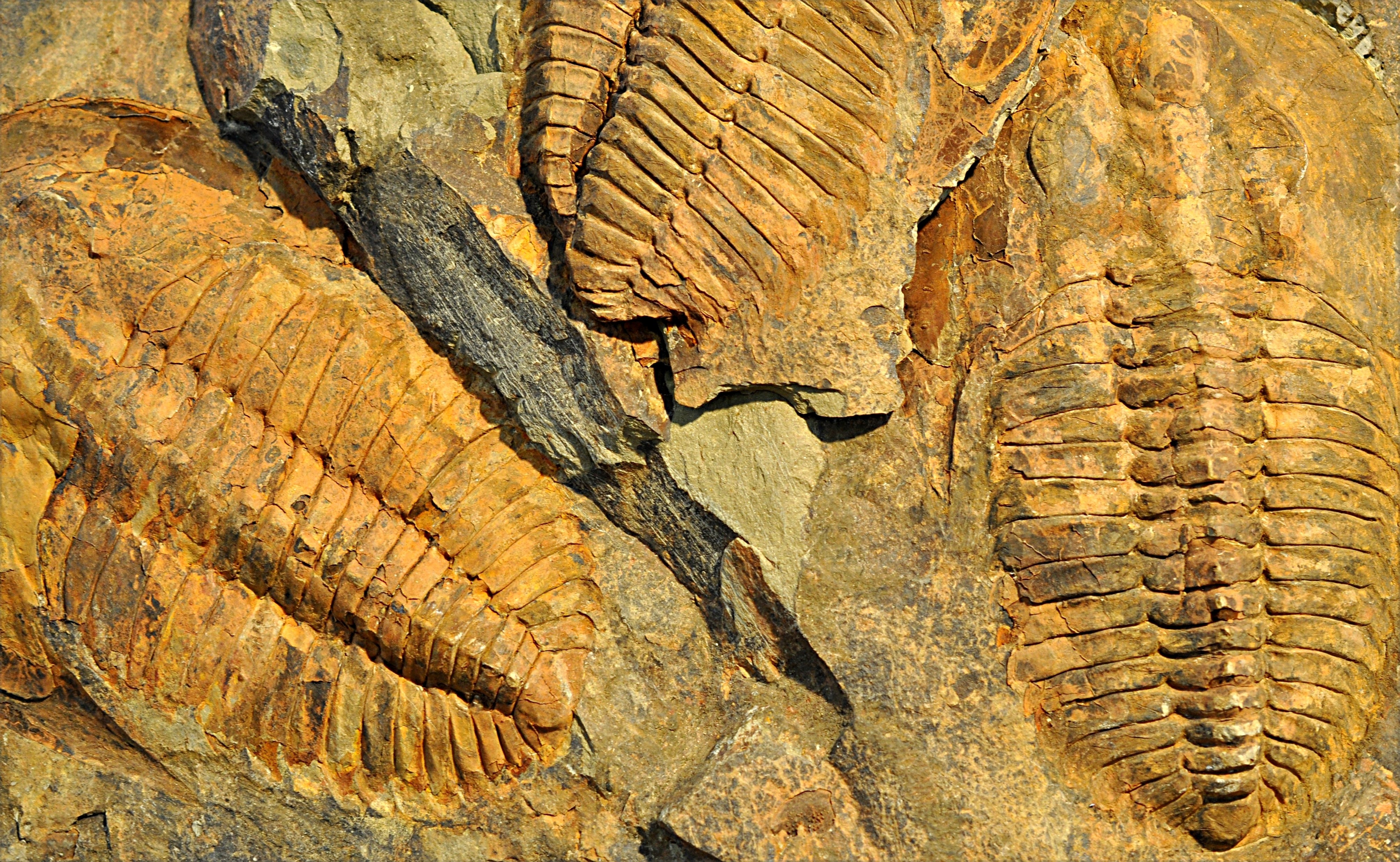 Chemistry: Fossils: Level 2 activity for kids | PrimaryLeap.co.uk