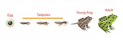 Biology: Life Cycle Of A Frog: Level 1 activity for kids | PrimaryLeap ...