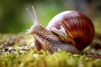 Biology: All About Molluscs: Level 1 activity for kids | PrimaryLeap.co.uk