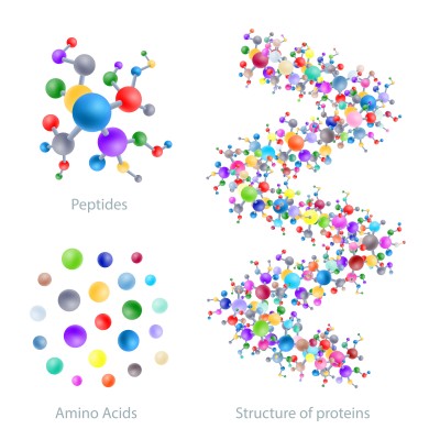Biology: Proteins: Level 1 activity for kids | PrimaryLeap.co.uk