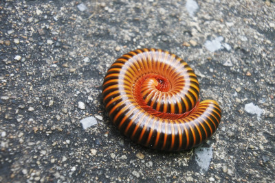 Activity : All About Earthworms