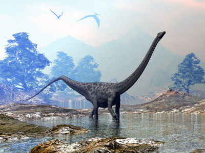 Activity : Diplodocus
