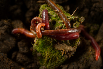 Activity : All About Earthworms